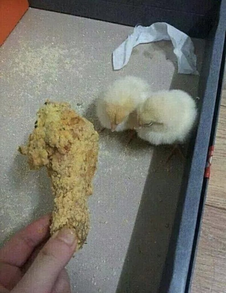 투디갤 귀여운 병아리앞에서 치킨 내밀고 있는 짤