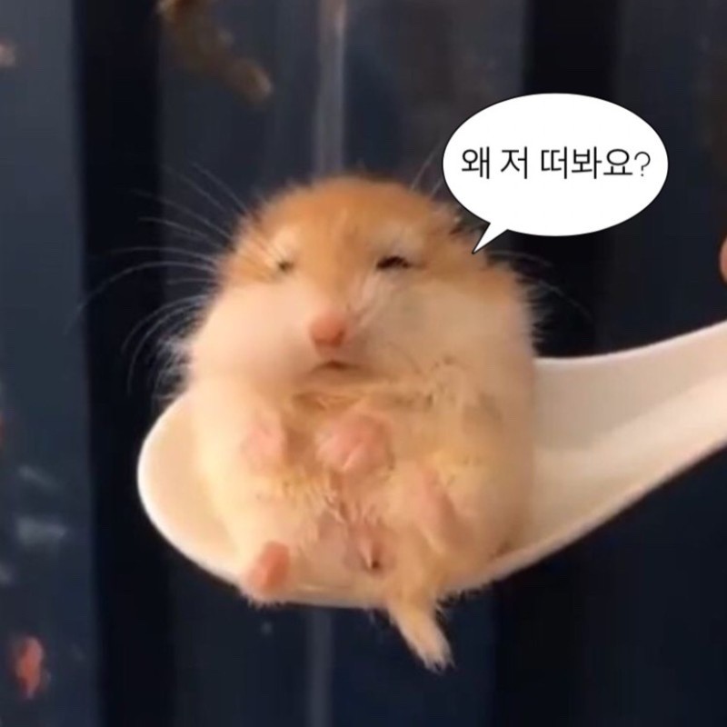 투디갤 - 신고를 신고하는 이유가 뭐야? 꼭 그렇게까지 해야햄?